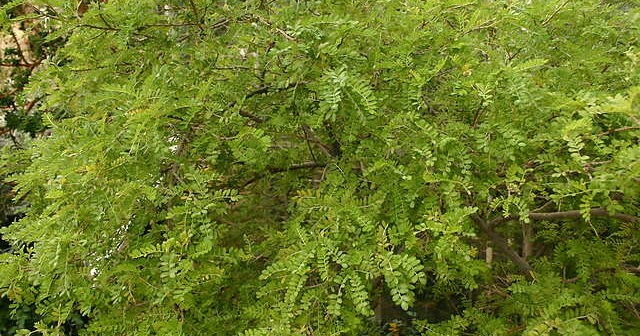 Laberinto en extinción: Toromiro (Sophora toromiro)