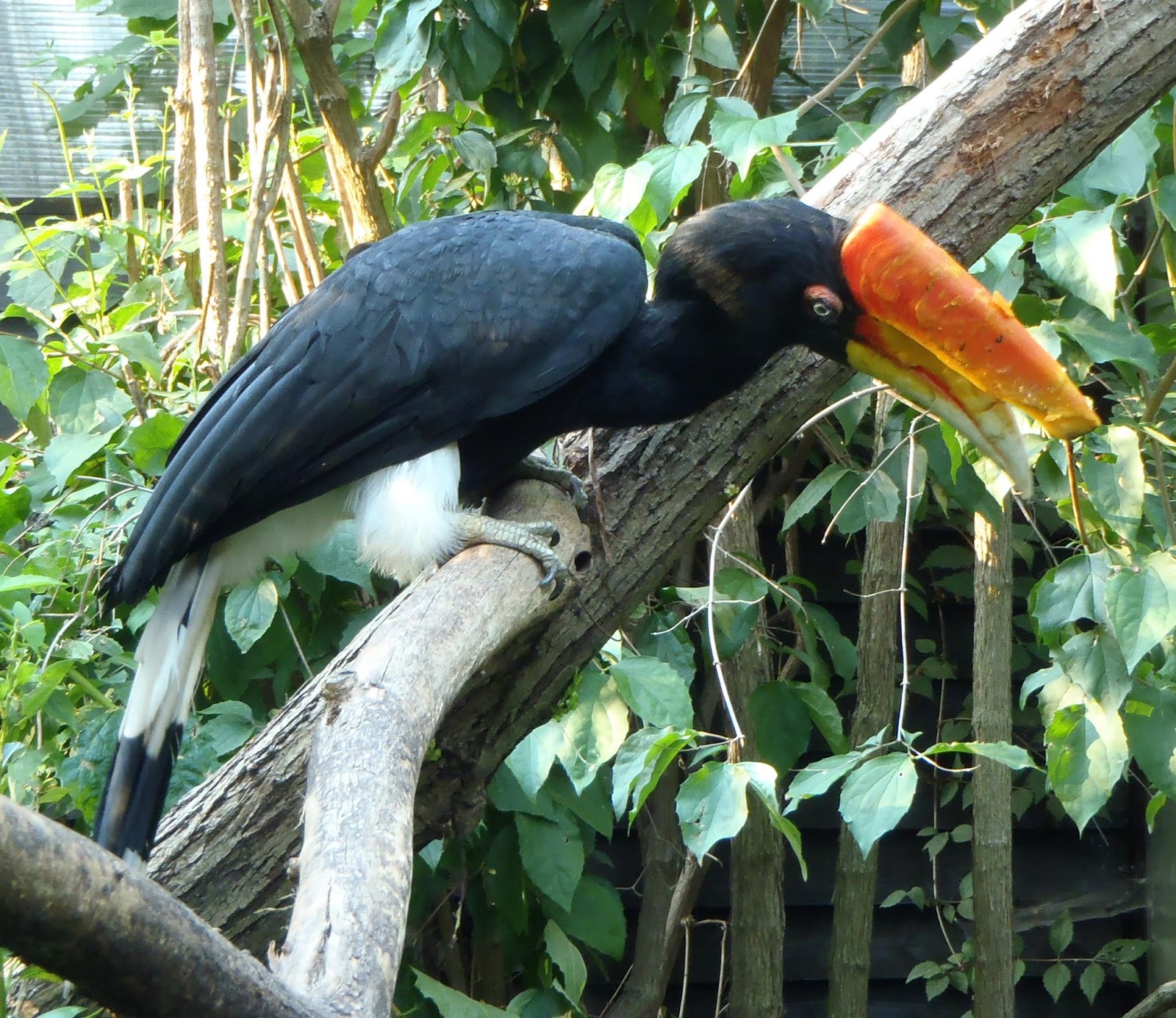 pan-Aves: Dinosauři v Zoo Praha, díl 3. – Afroaves