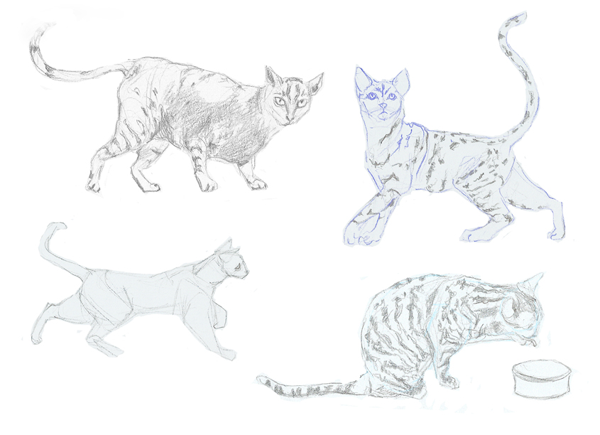 Leila Pintora Blog: Cat Studies 2