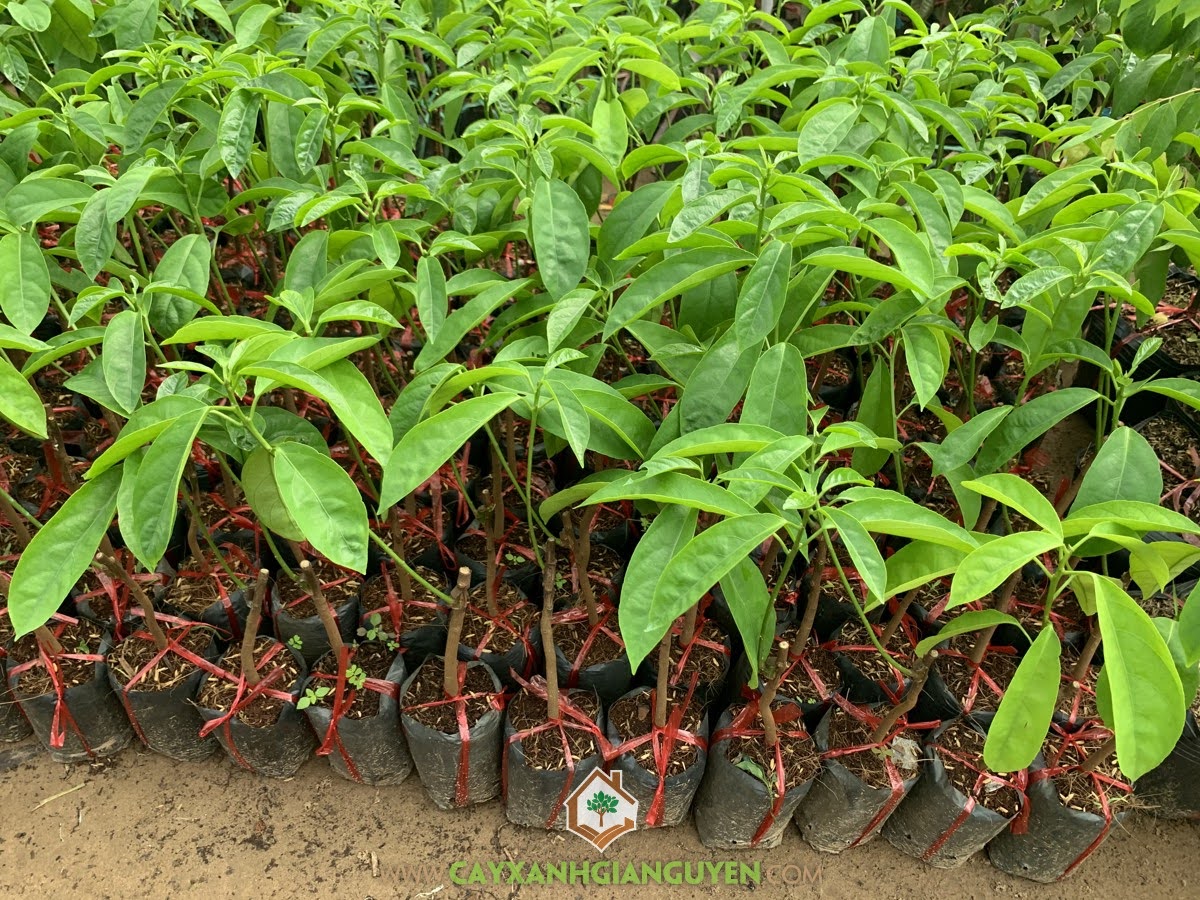 KỸ THUẬT TRỒNG CÂY DÂU DA XANH ~ Cây Dâu Da Xanh