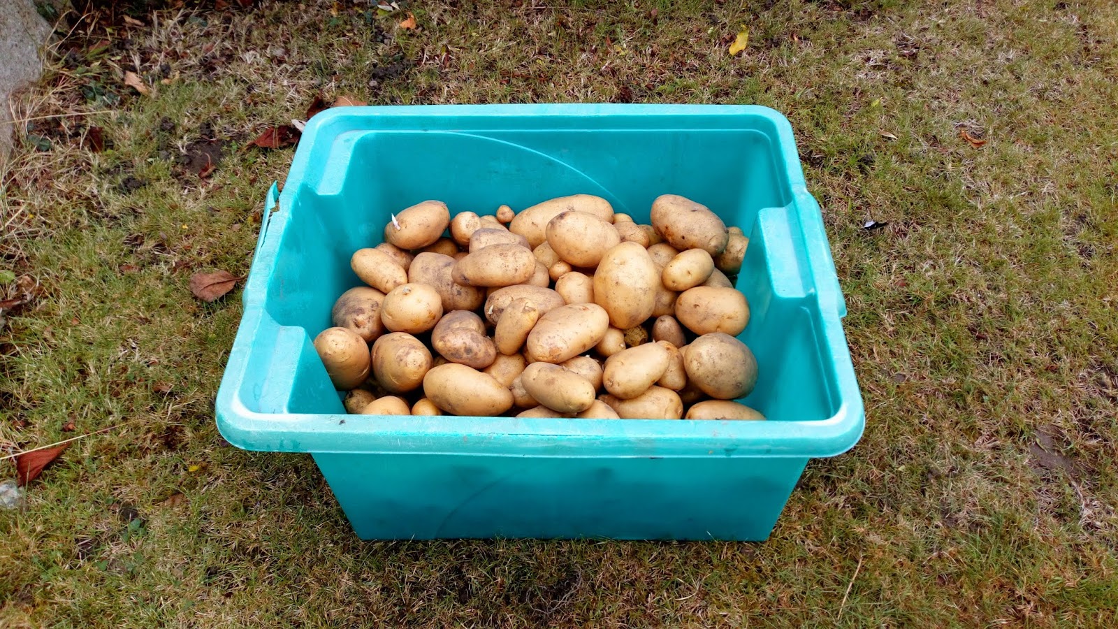 spud blog: Spuds batch 2 harvested
