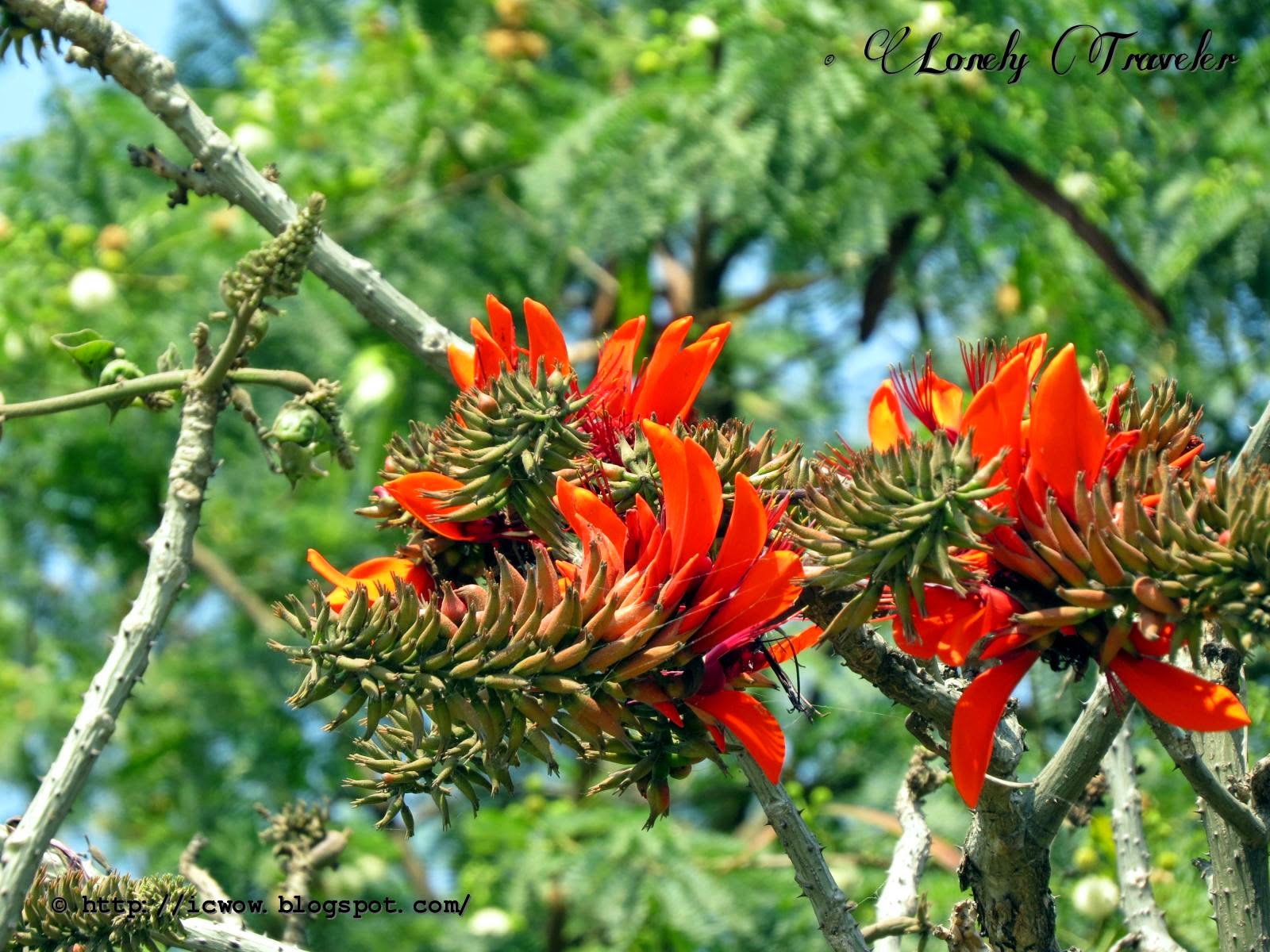 Indian Coral Flower (মান্দার ফুল) - Erythrina variegata