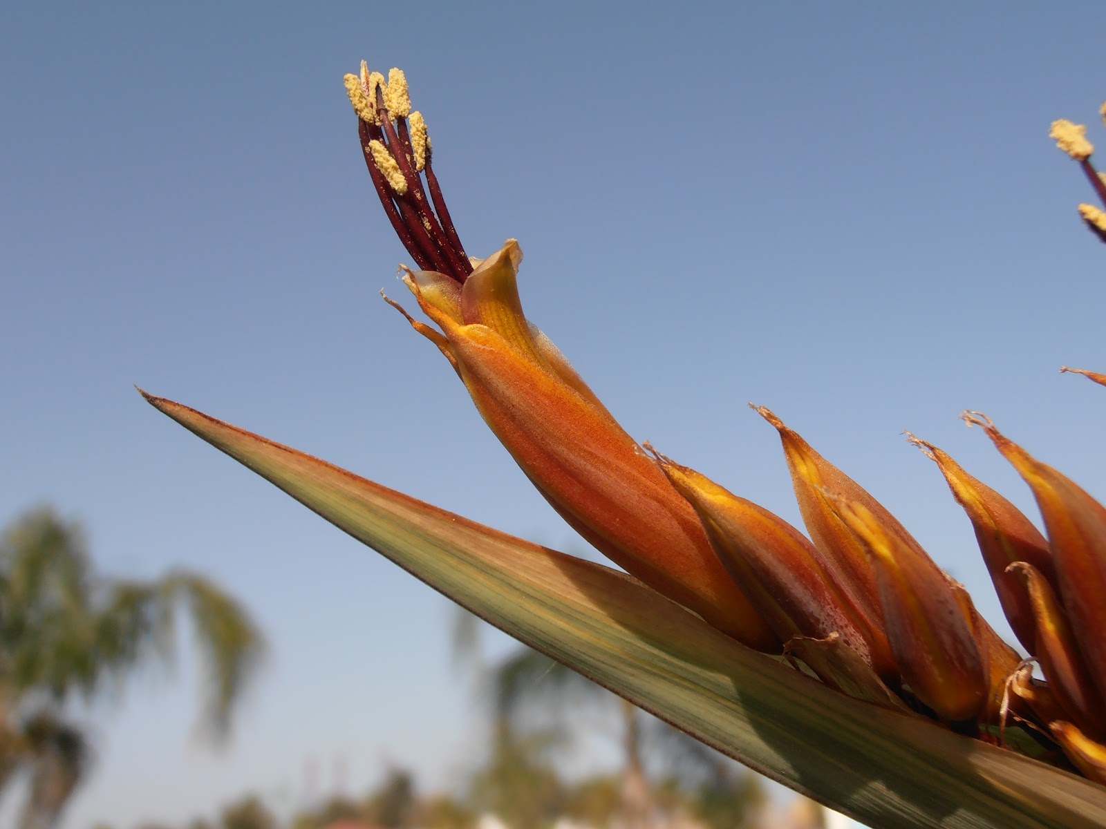 FORMIO: Phormium tenax | Plantas rioMoros