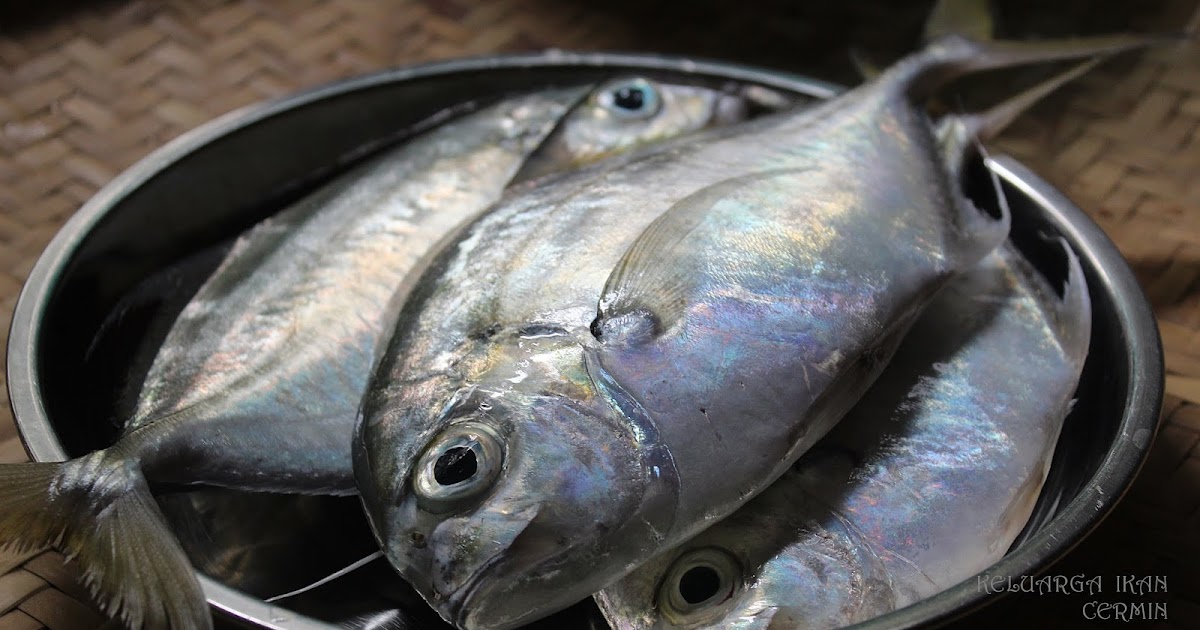 AMIE'S LITTLE KITCHEN: Keluarga Ikan Cermin