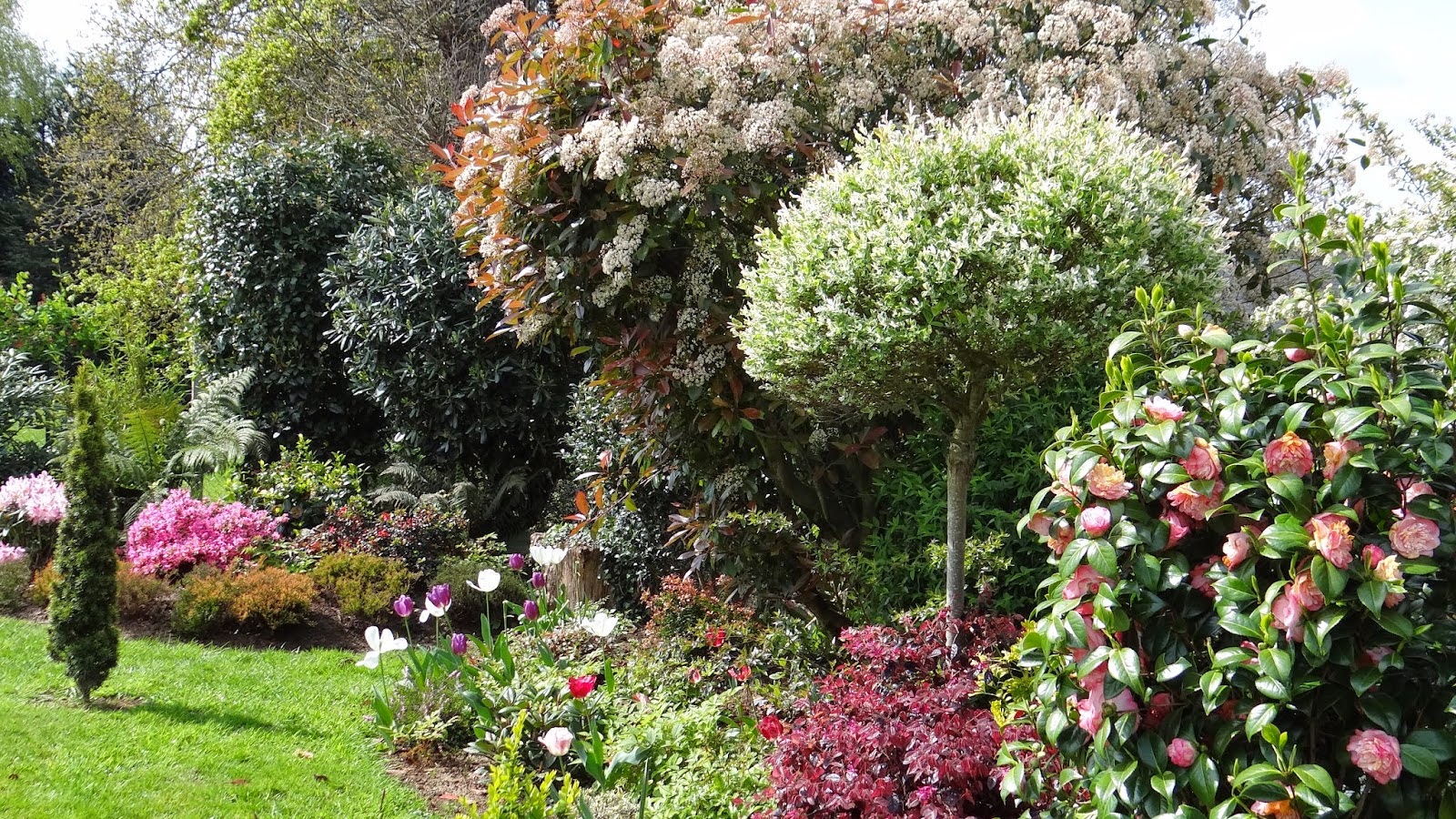 Ma Terre de Bruyère: Floraisons du moment ... la suite