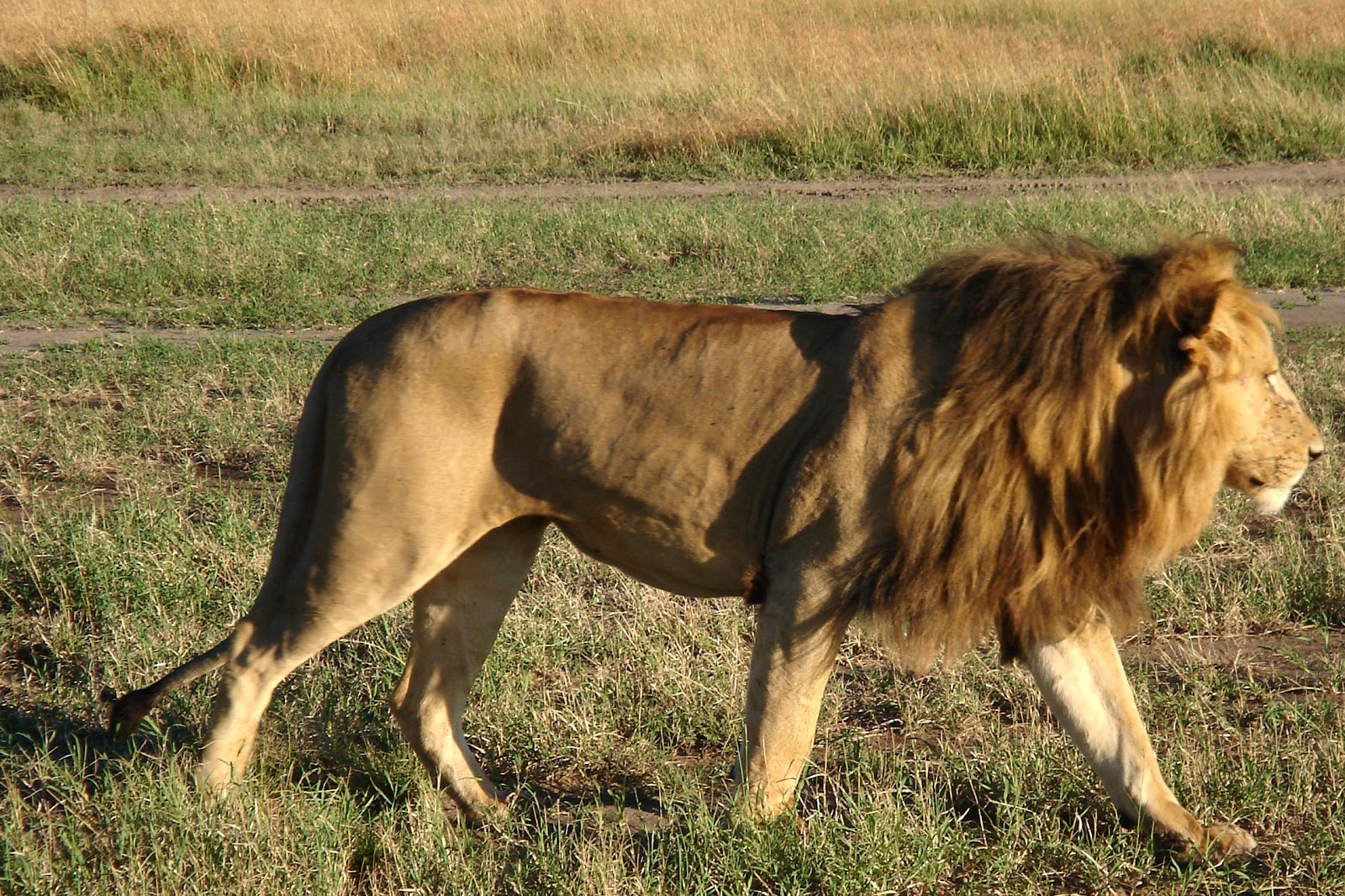 Poze Animale Animals: Lion