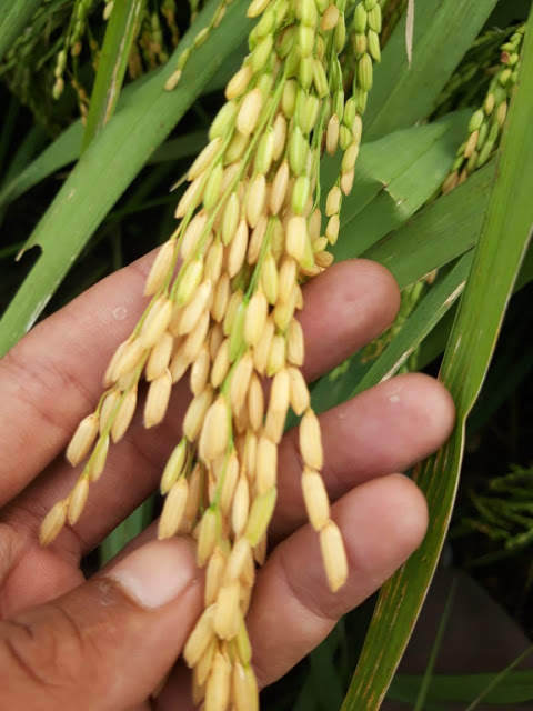 PADI UNGGUL BARU VARIETAS INDONESIAN FARMER 16 (IF16) - SAUNGTANI