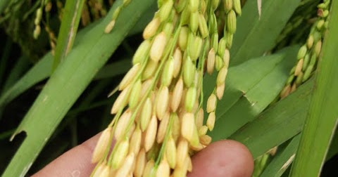 PADI UNGGUL BARU VARIETAS INDONESIAN FARMER 16 (IF16) - SAUNGTANI