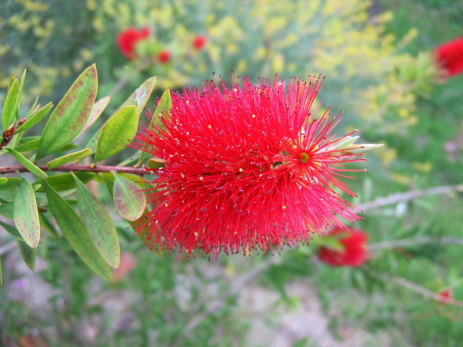 Universo Botánico: Callistemon sp. (Limpiatubos)