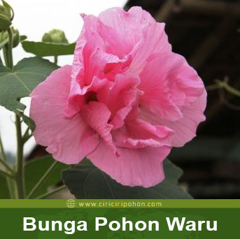 Indah! Ini Varian Warna Bunga Pohon Waru yang Memikat - Ciriciripohon.com