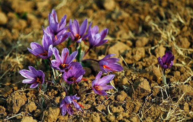 Saffron The Most Expensive Spice In The World |MyRokan