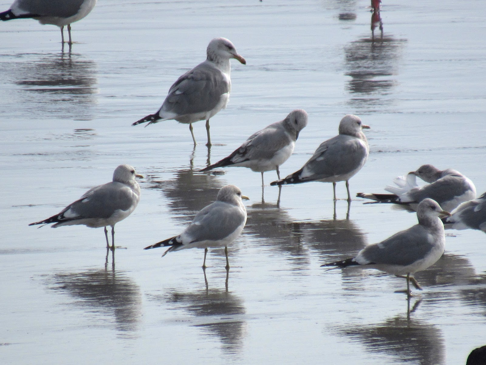 Winter Gulls: The Great I.D. Challenge