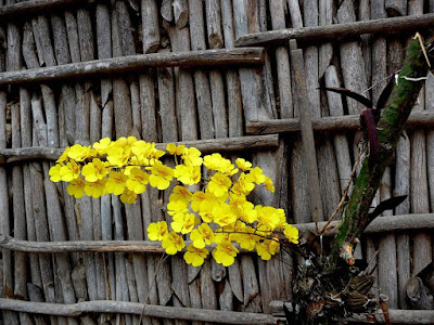 “Más cultura para un mejor país”: Flora y Fauna de Tumbes
