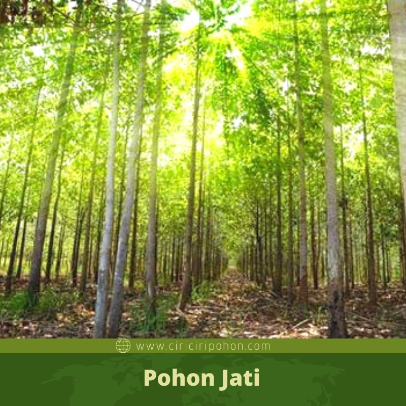 Cara Pembibitan dan Penanaman Pohon Jati - Ciriciripohon.com