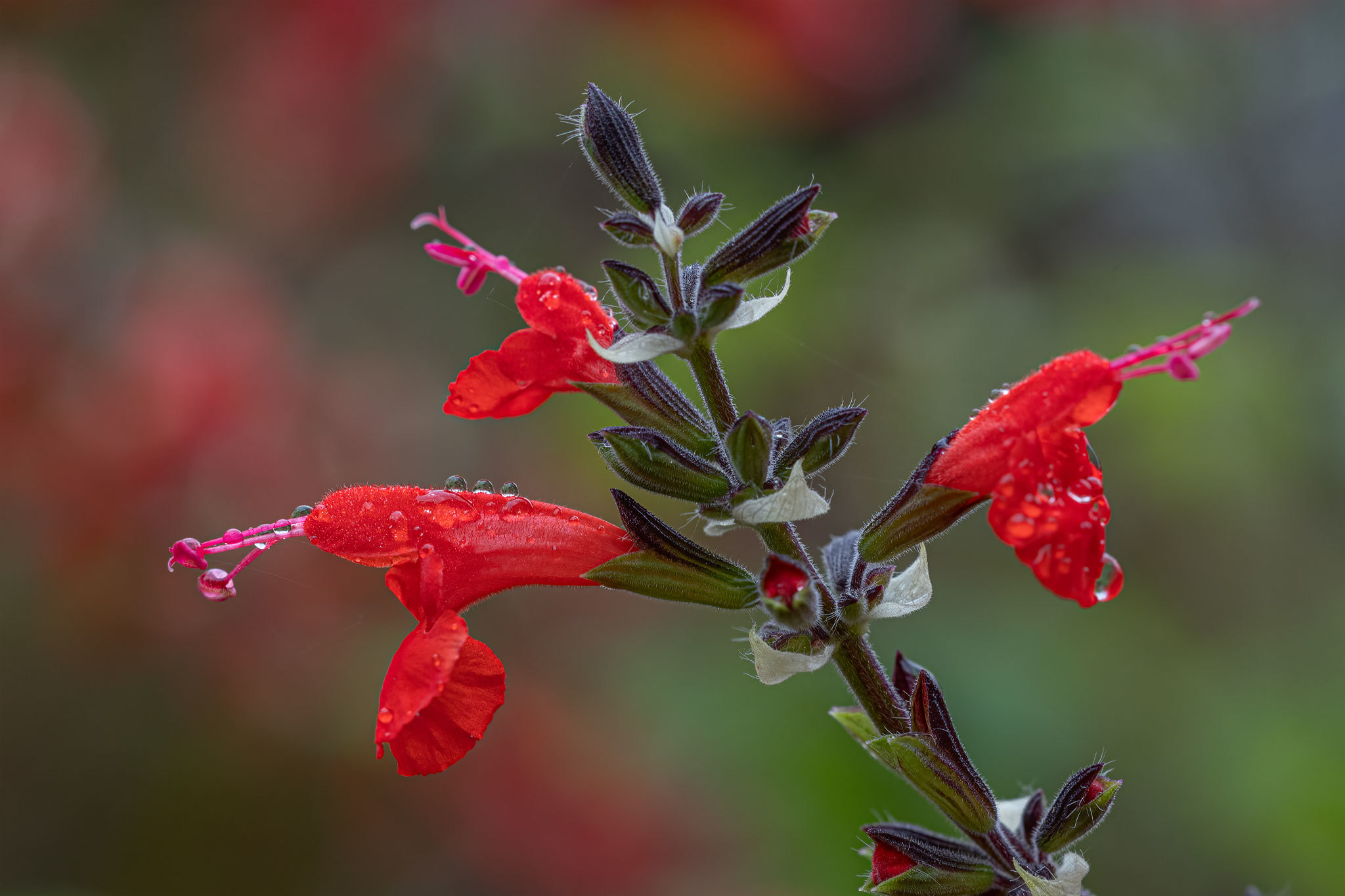 Salvia coccinea - Scarlet sage - Blood sage care and culture | Travaldo ...