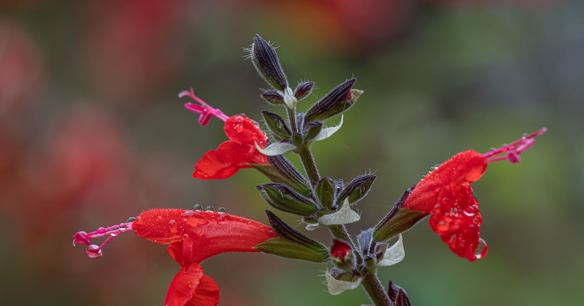 Salvia coccinea - Scarlet sage - Blood sage care and culture | Travaldo ...