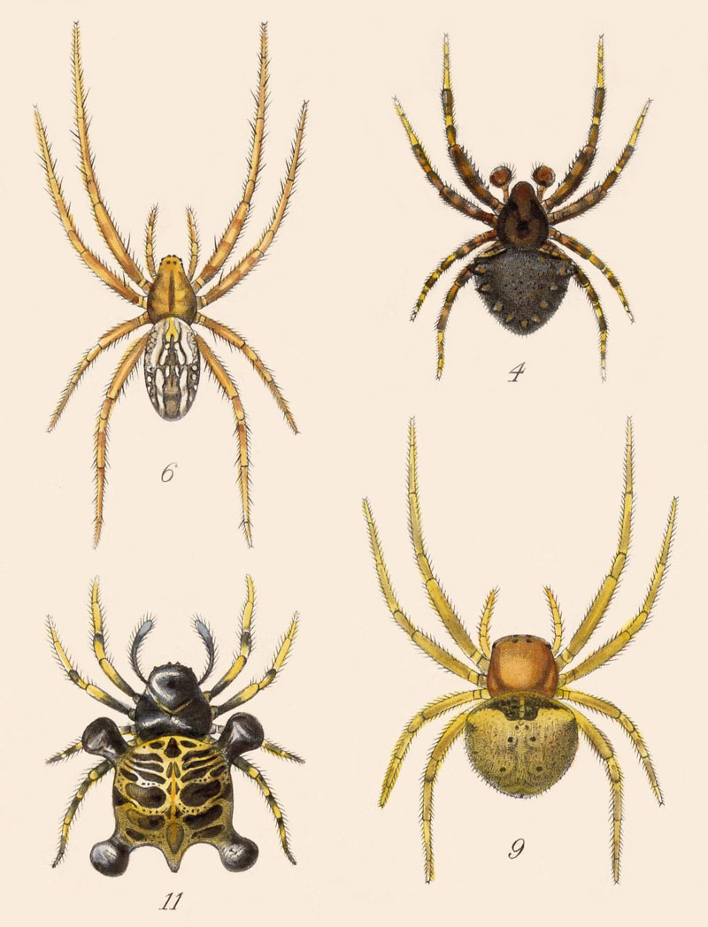 El Hurgador [Arte en la Red]: Recolección / Compilation (CXLI-1 ...