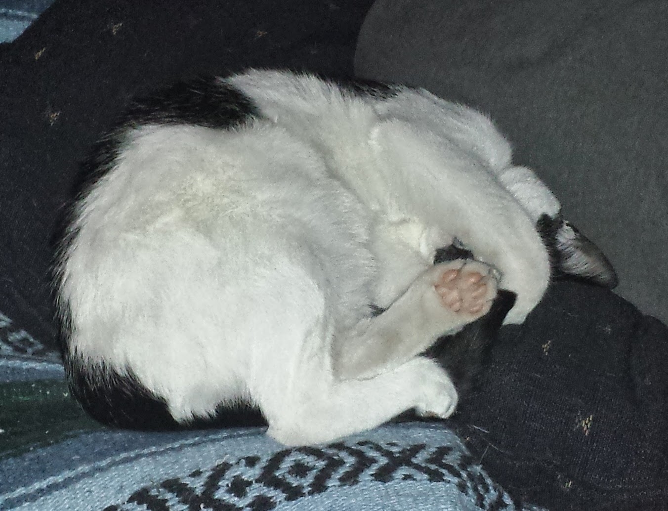 Inky Whisker's Musings: Never Ending Pile of Untrieds Challenge!