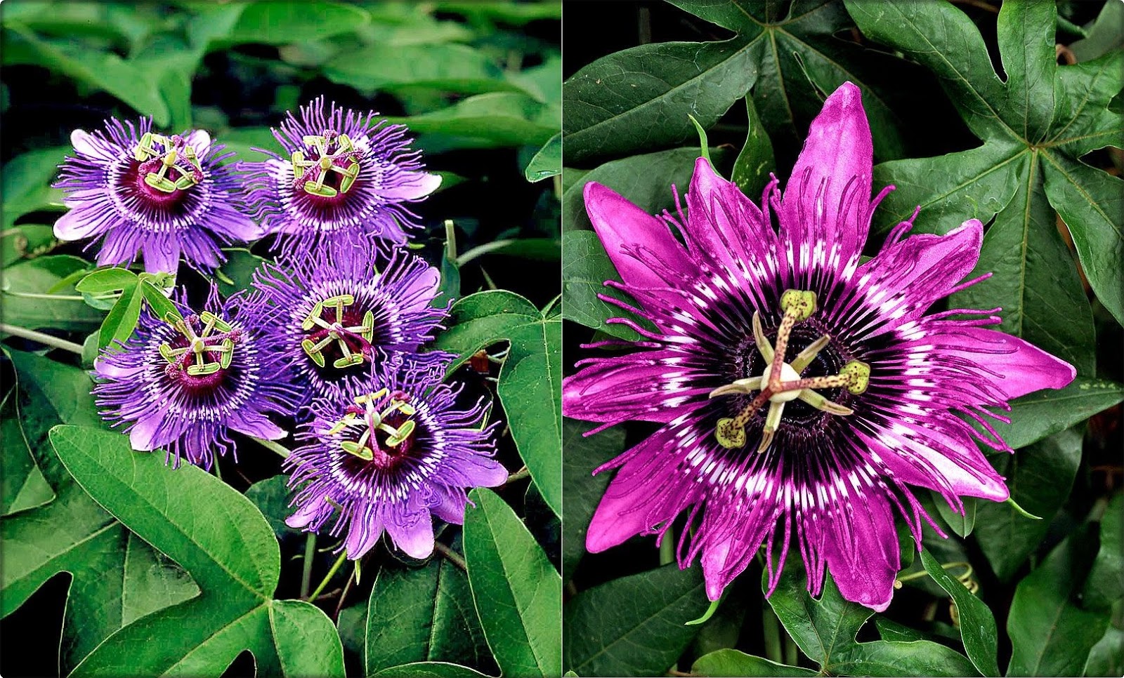 How to Grow and care Passion Flower