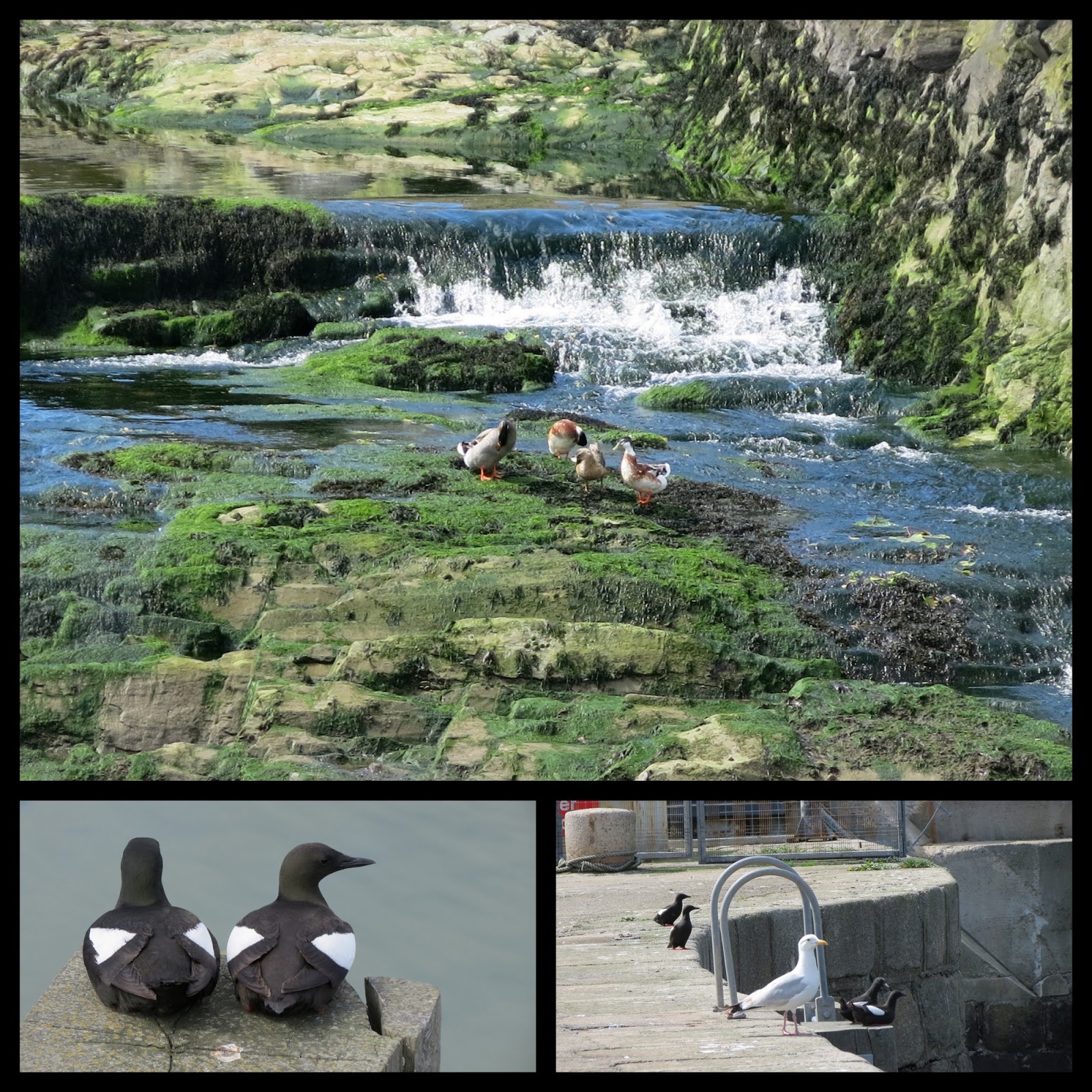 The Glebe Blog: Ramblers Trip 2013 to the Mountains of Mourne - Day 2 ...