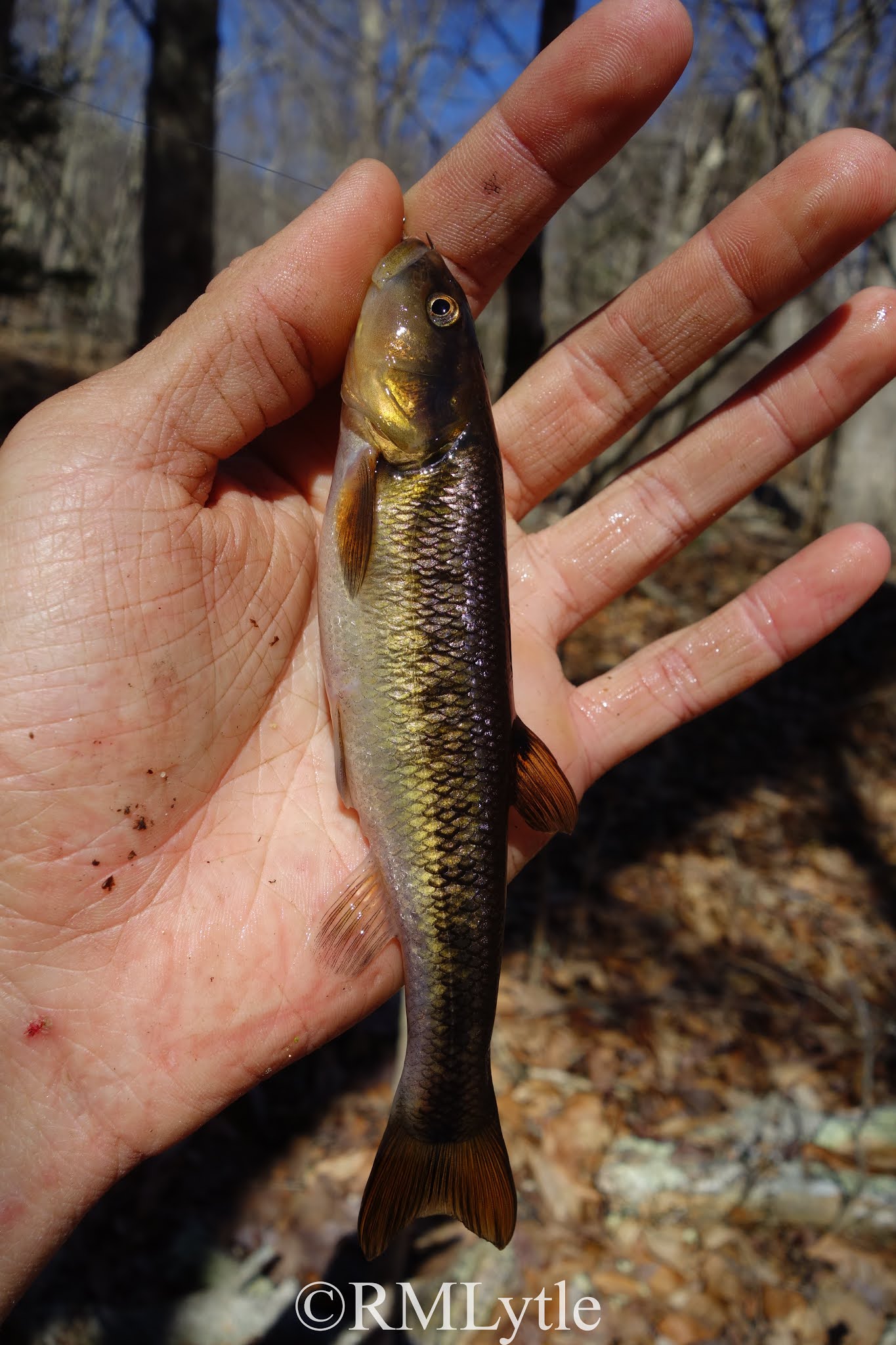 Connecticut Fly Angler: A Creek Chub Anomaly