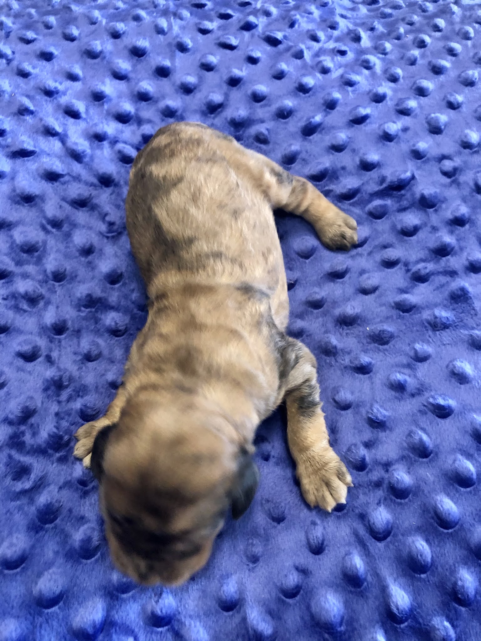 Manns Best Friend ~ CKC Multi-Generational Labradoodles ~ Ohio: Puppy ...