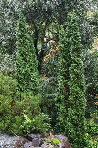 the garden: Conifer Gardens