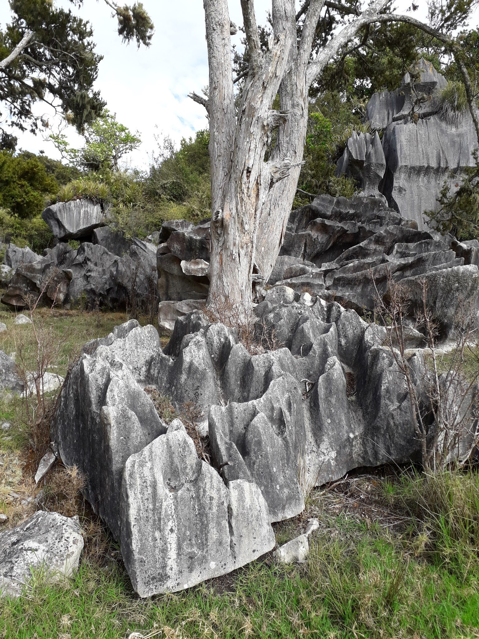 Kamo Lady: WARO LAKE