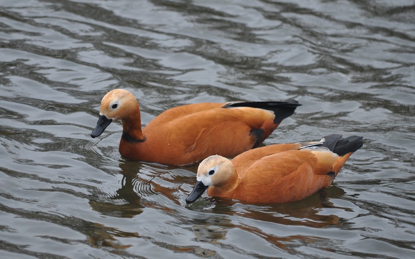 ZOOTOGRAFIANDO (6.100 ANIMALS): TARRO CANELO / RUDDY SHELDUCK (Tadorna ...