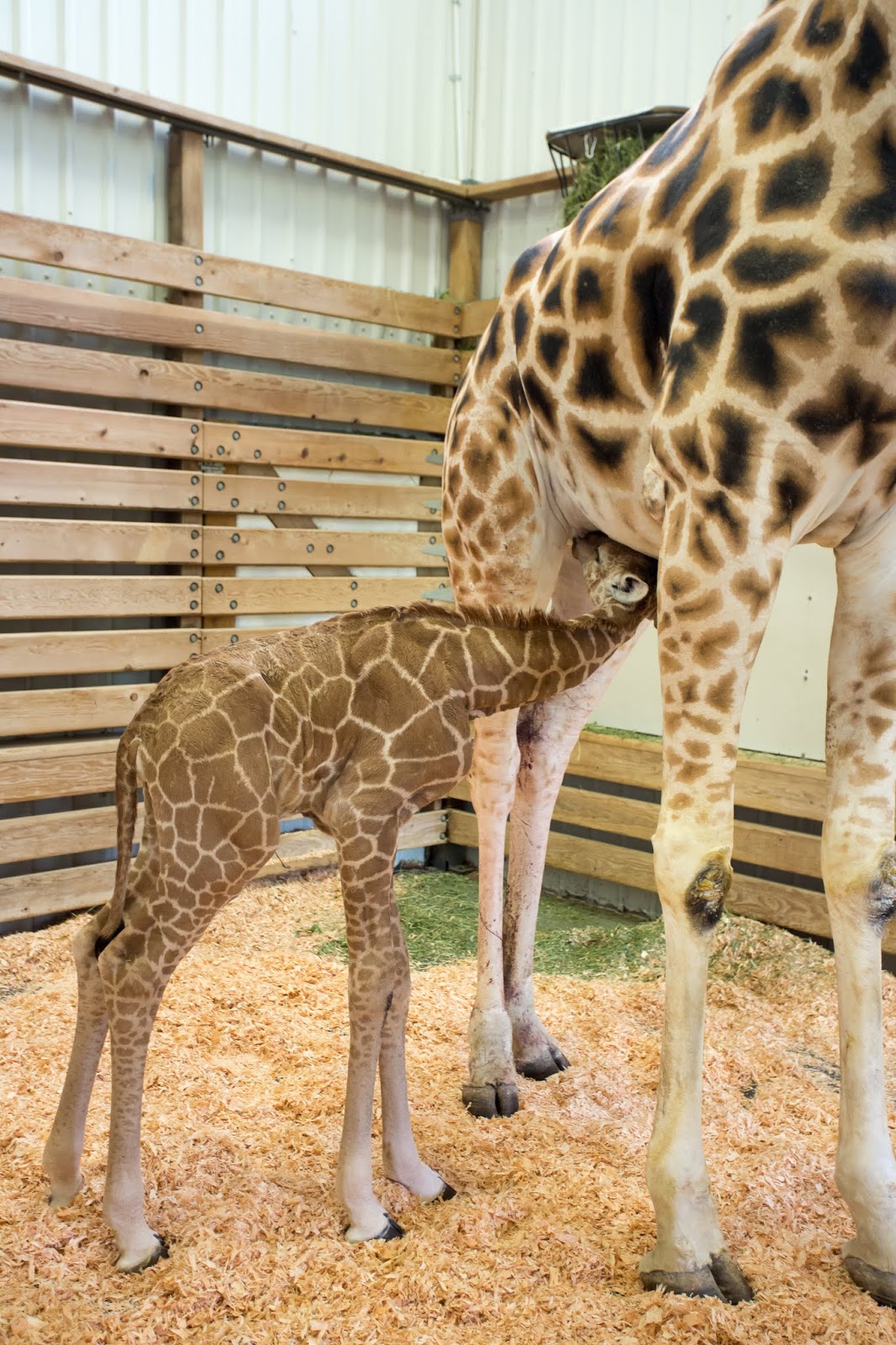 What to Expect When You’re Expecting a Baby Giraffe