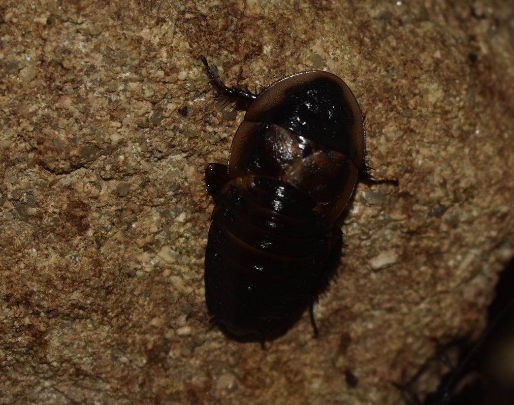 ZOOTOGRAFIANDO (6.100 ANIMALS): CUCARACHA SILBADORA CUBANA / CUBAN ...