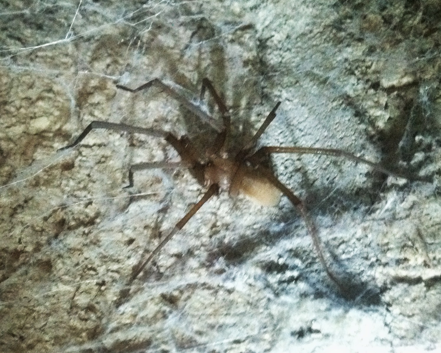 Ecographica: Fuzzy pictures of fuzzy spiders