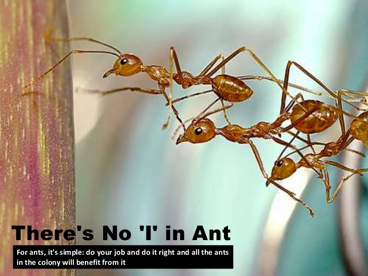 Message: LESSONS FROM THE ANT