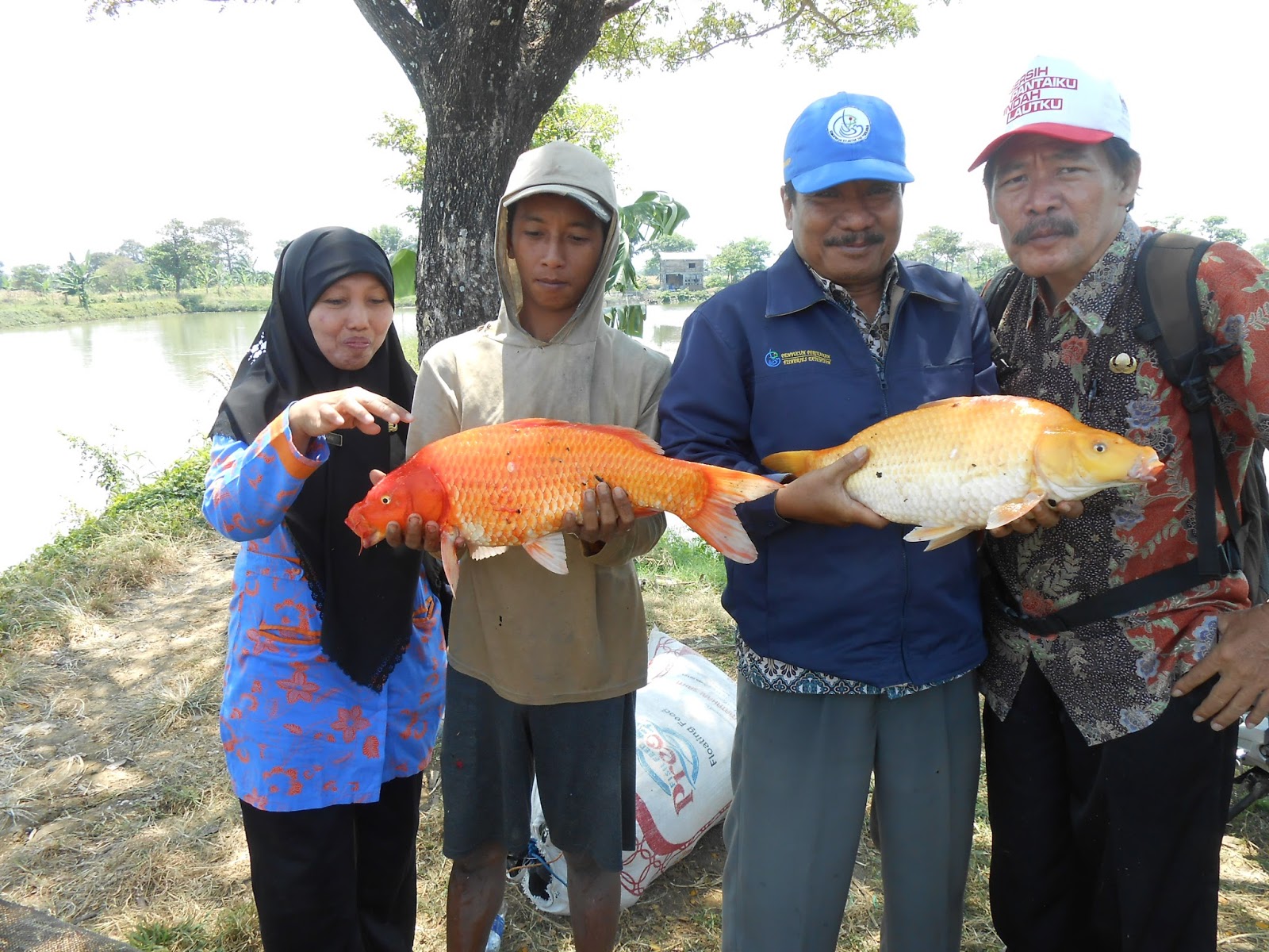 JENIS-JENIS IKAN MAS DI INDONESIA ~ MEDIA PENYULUHAN PERIKANAN PATI