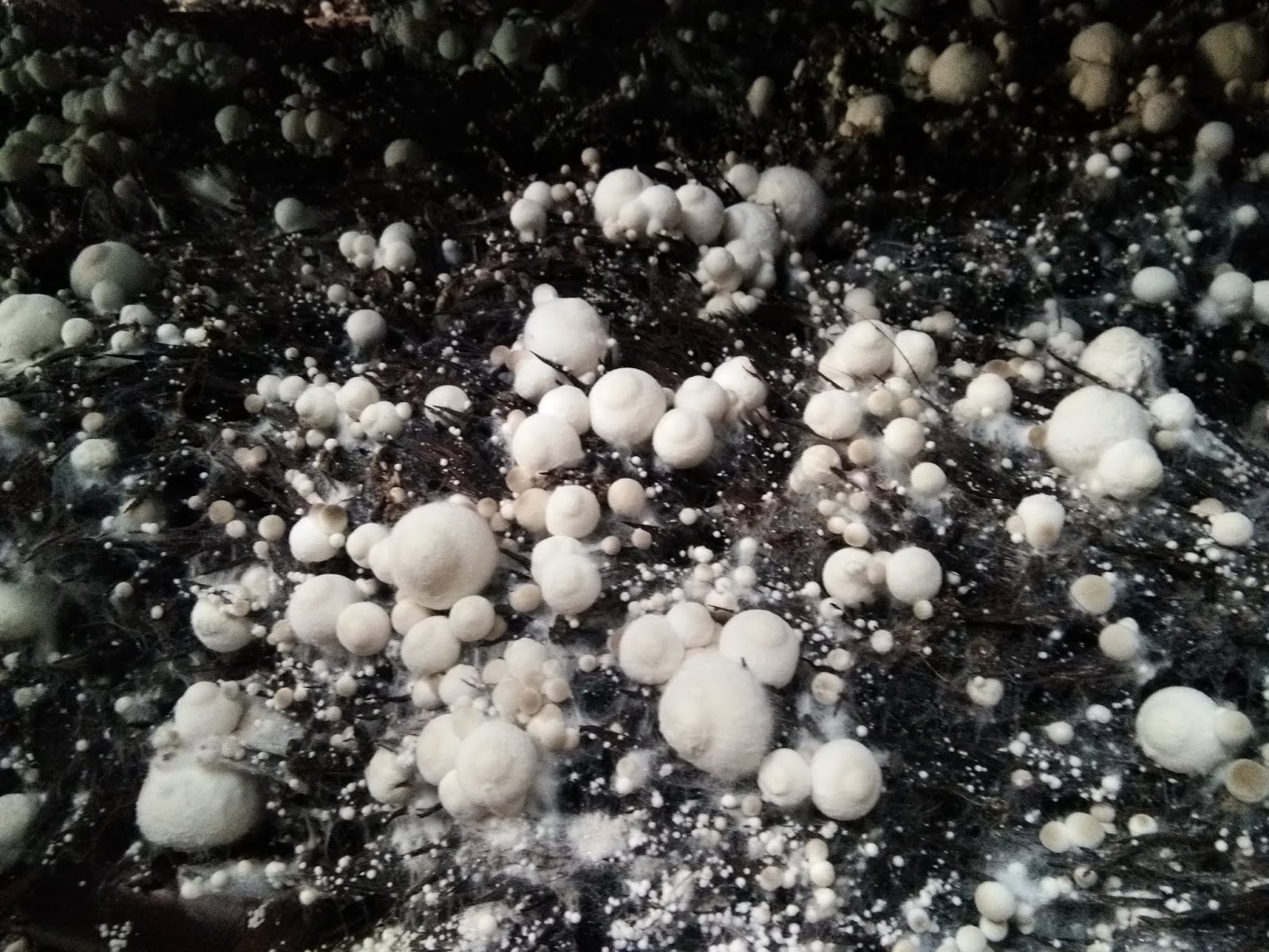 JAMUR MERANG Atau JAMUR SAWIT (Pemasanan BIBIT JAMUR MERANG)