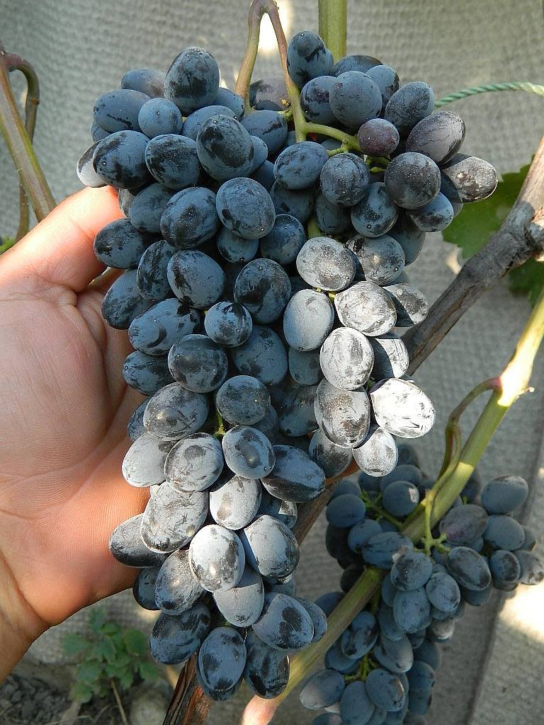 Anggur jenis Faith seedless | Pohon Anggur Genjah