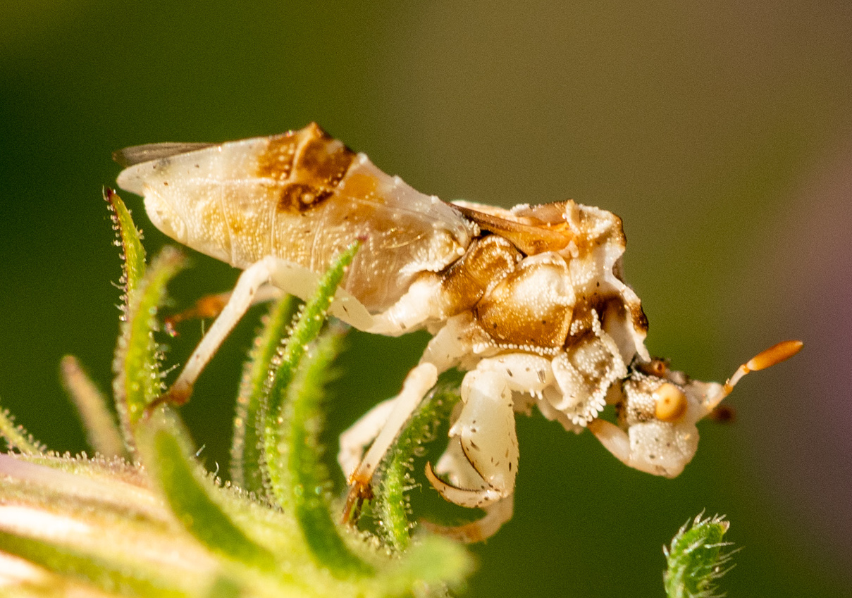 Springfield Plateau: Jagged Ambush Bug