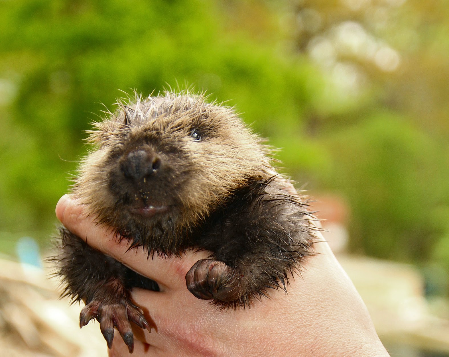 Wildwood Trust: Wildwood's new baby beaver is first in line for Welsh ...