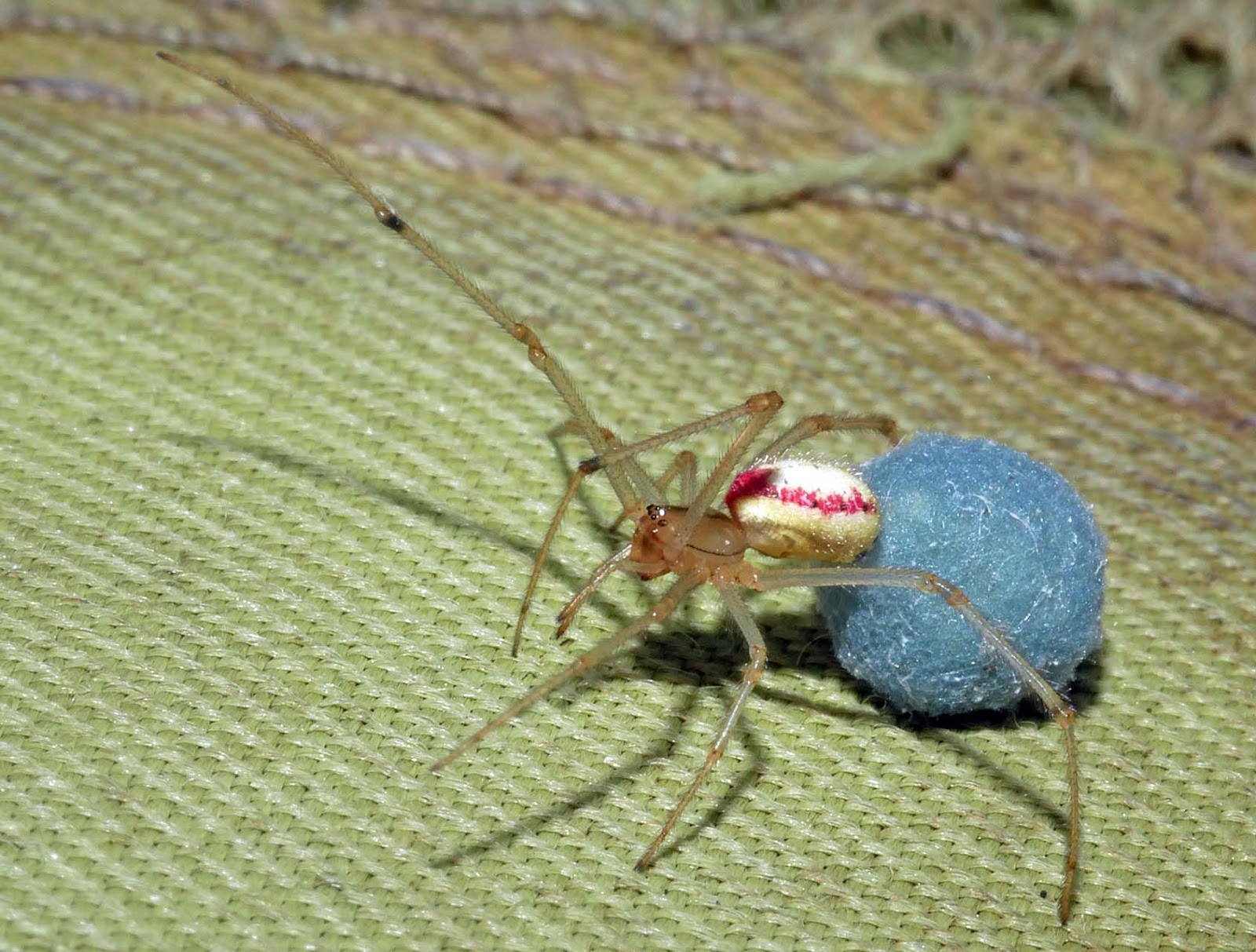 CABINET OF CURIOSITIES: Enoplognatha ovata, the Common Candy-striped spider