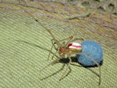 CABINET OF CURIOSITIES: Enoplognatha ovata, the Common Candy-striped spider