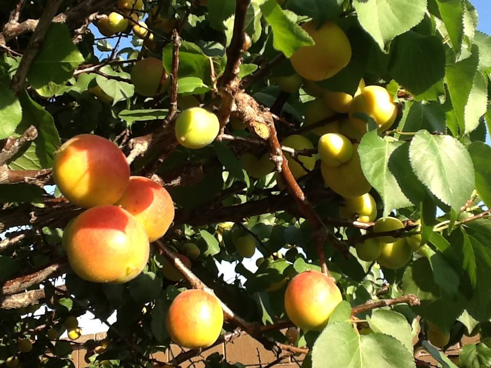 Pentecostal Journals