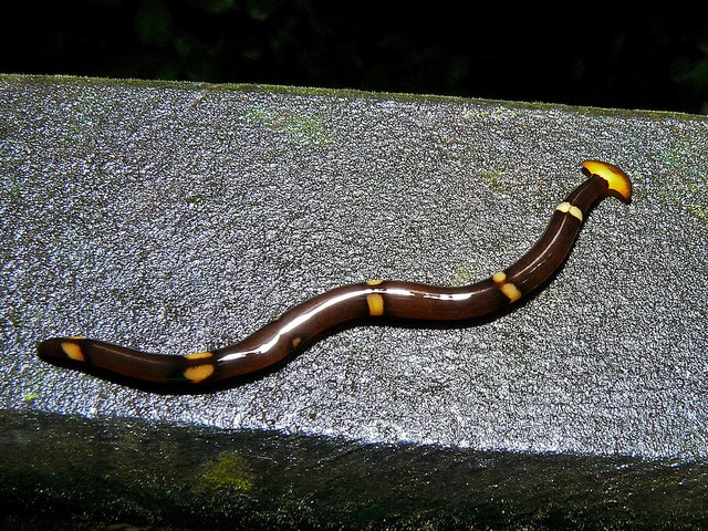 The Bizarre Hammerhead Worm: Substrate Predator Extraordinaire | The ...