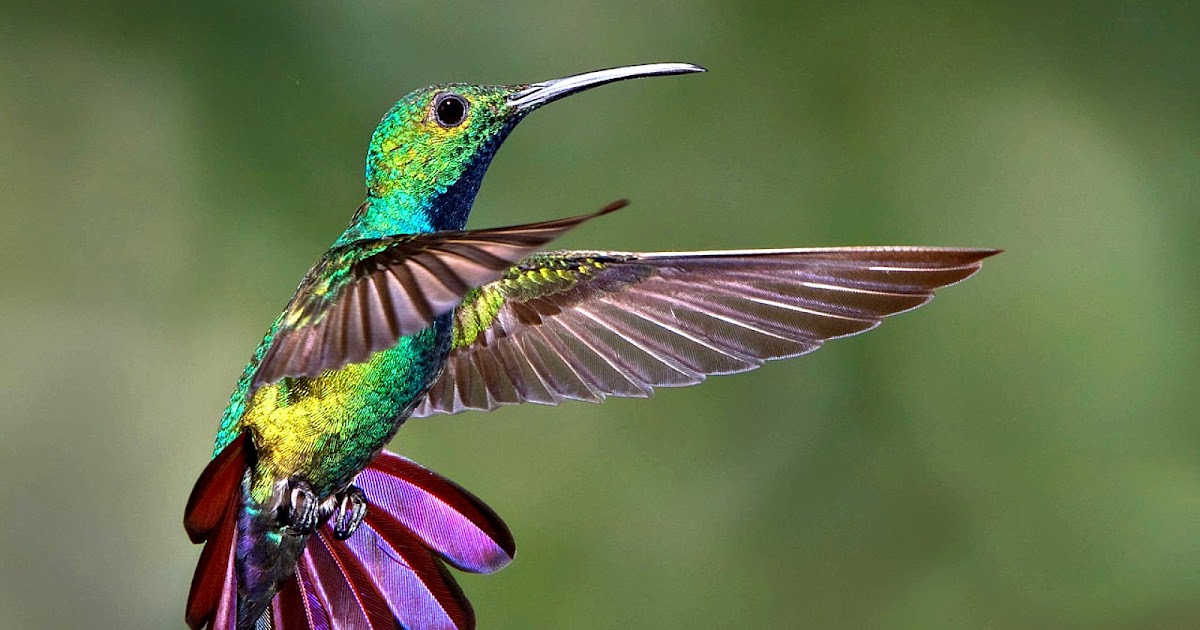 aula en casa: LOS COLORES DEL COLIBRÍ