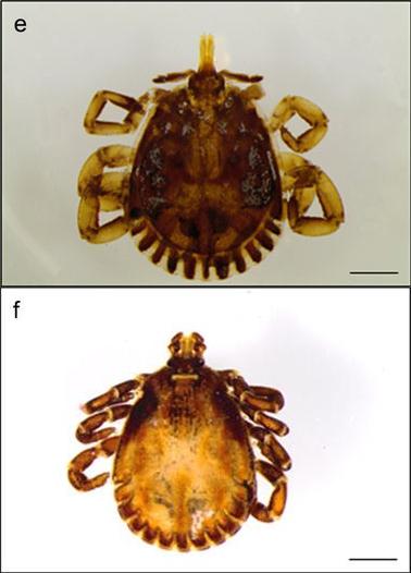 Parasite of the Day: Amblyomma nodosum