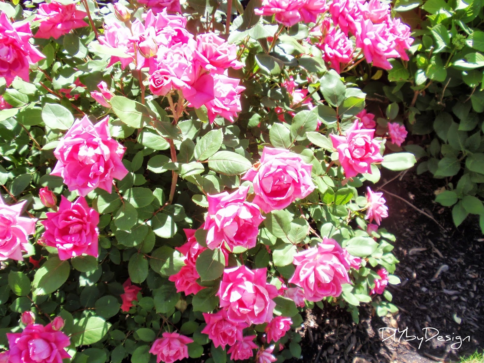 DIY by Design: Tips and Tricks to Growing Roses