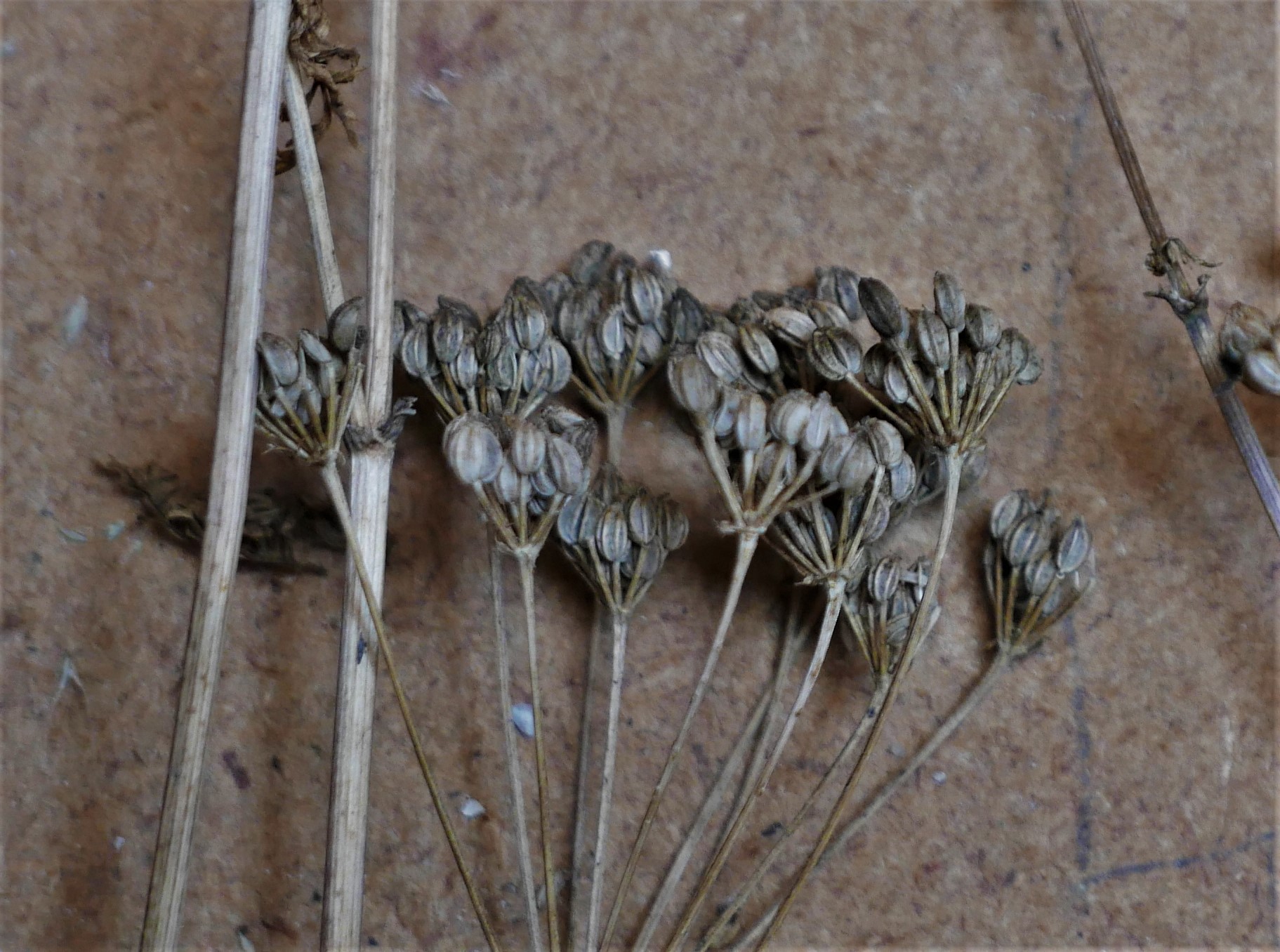 a lluc de cuc: Apunts del fruit de Conium maculatum L.