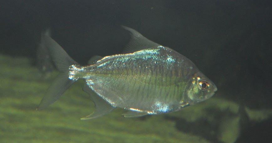 ZOOTOGRAFIANDO (6.100 ANIMALS): PACÚ OVEJA / SHEEP-PACU (Acnodon normani)