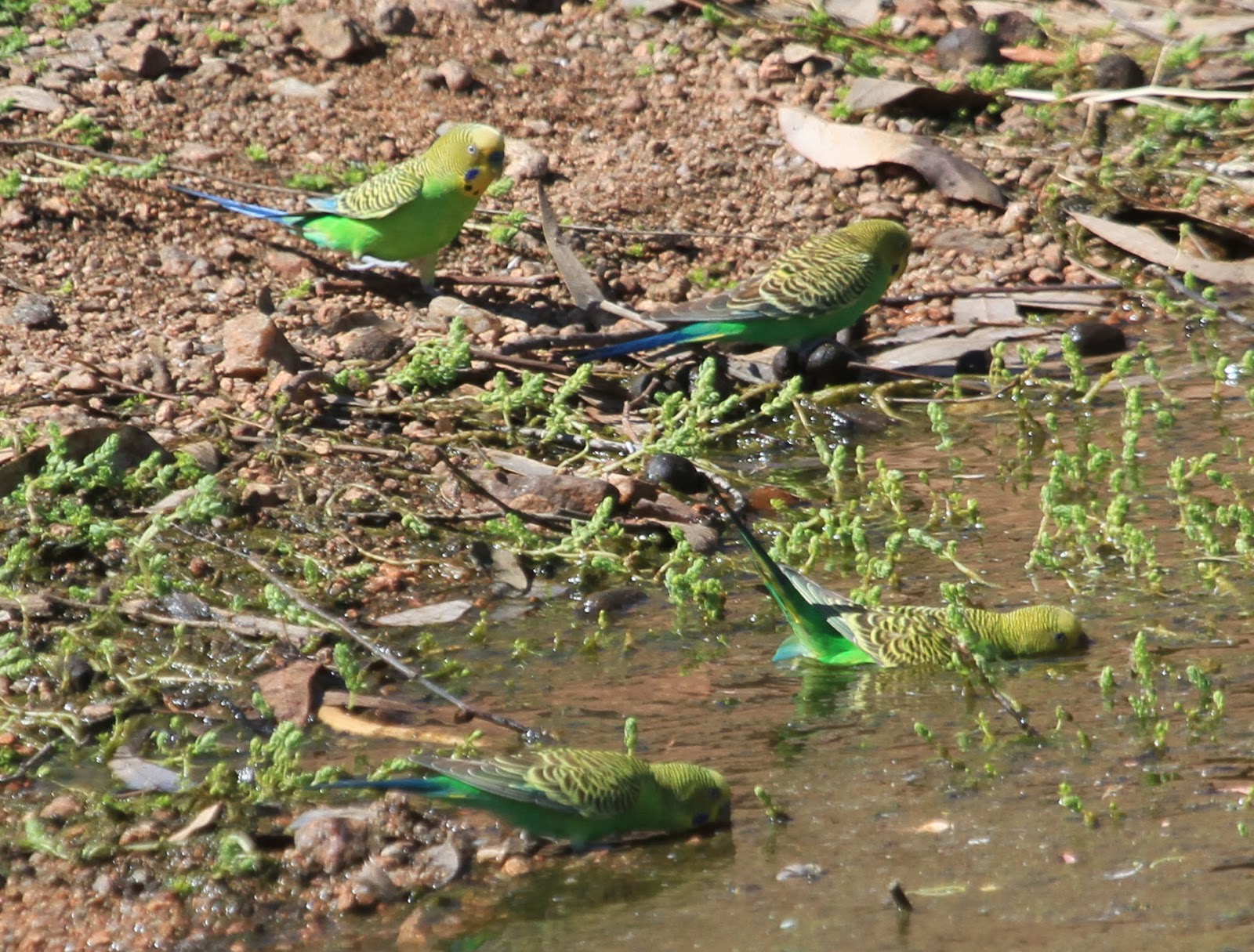 Richard Waring's Birds of Australia: Docker River Zebra Finches ...