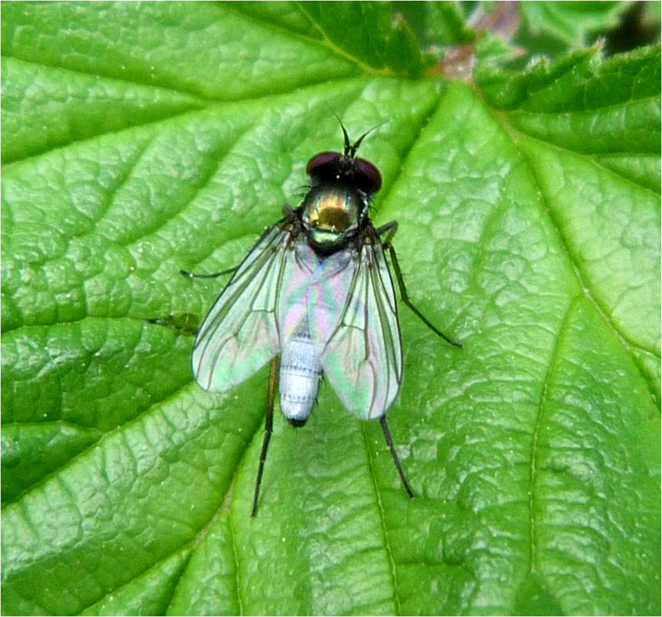 Insects of Scotland: Other Flies/Picture-wing Flies