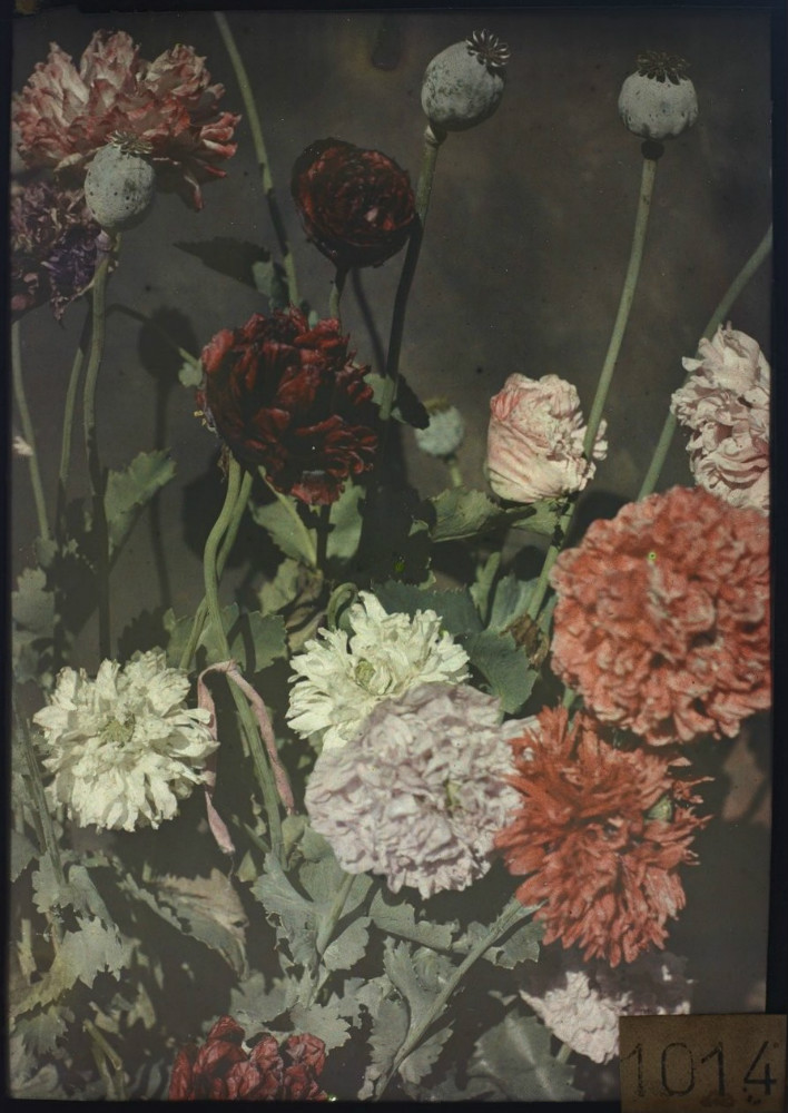 VINTAGE PHOTOGRAPHY: Pavots autochrome 1907